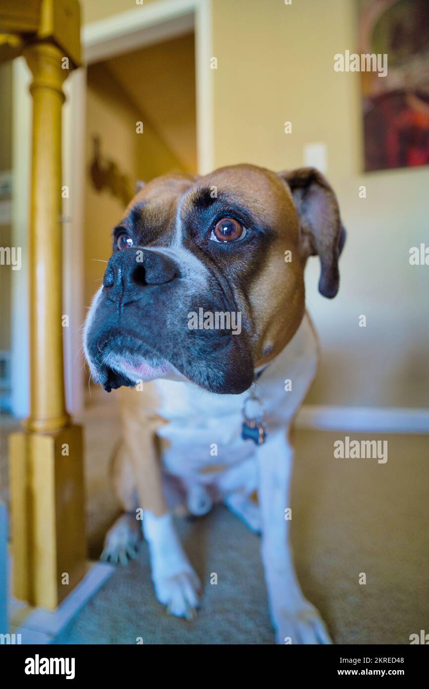 Boxer dog looking with strong face Stock Photo - Alamy