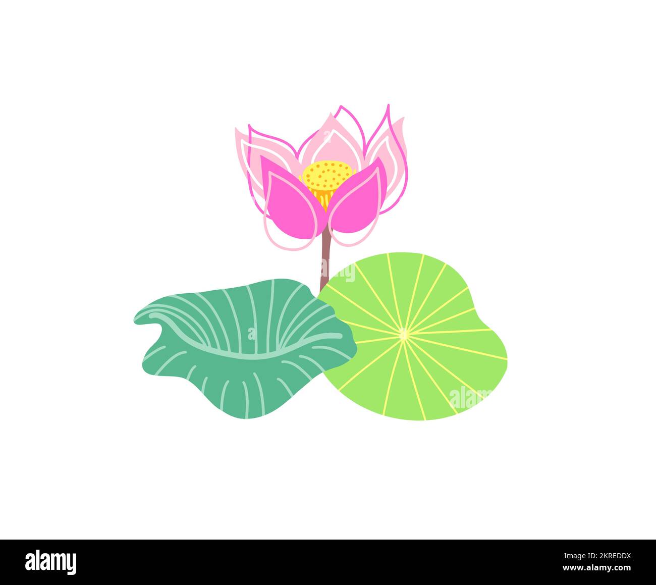 lotus flower with leaves in the swamp, flat style vector illustration ...