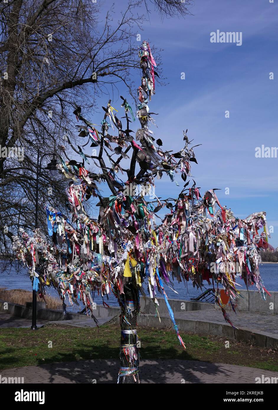 Tree with ribbons hi-res stock photography and images - Alamy