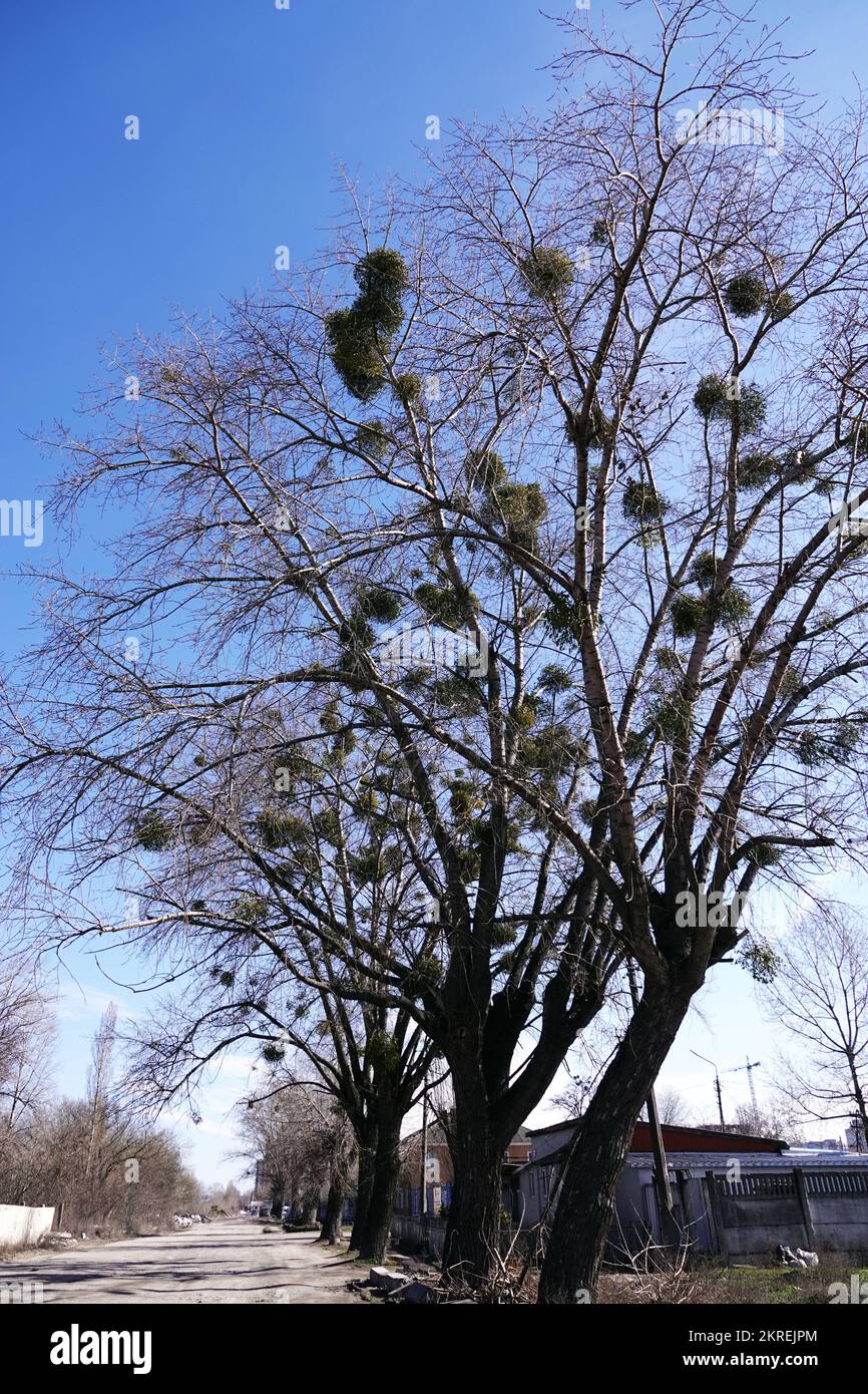 Tree with long branches against the sky with green growths Stock Photo ...