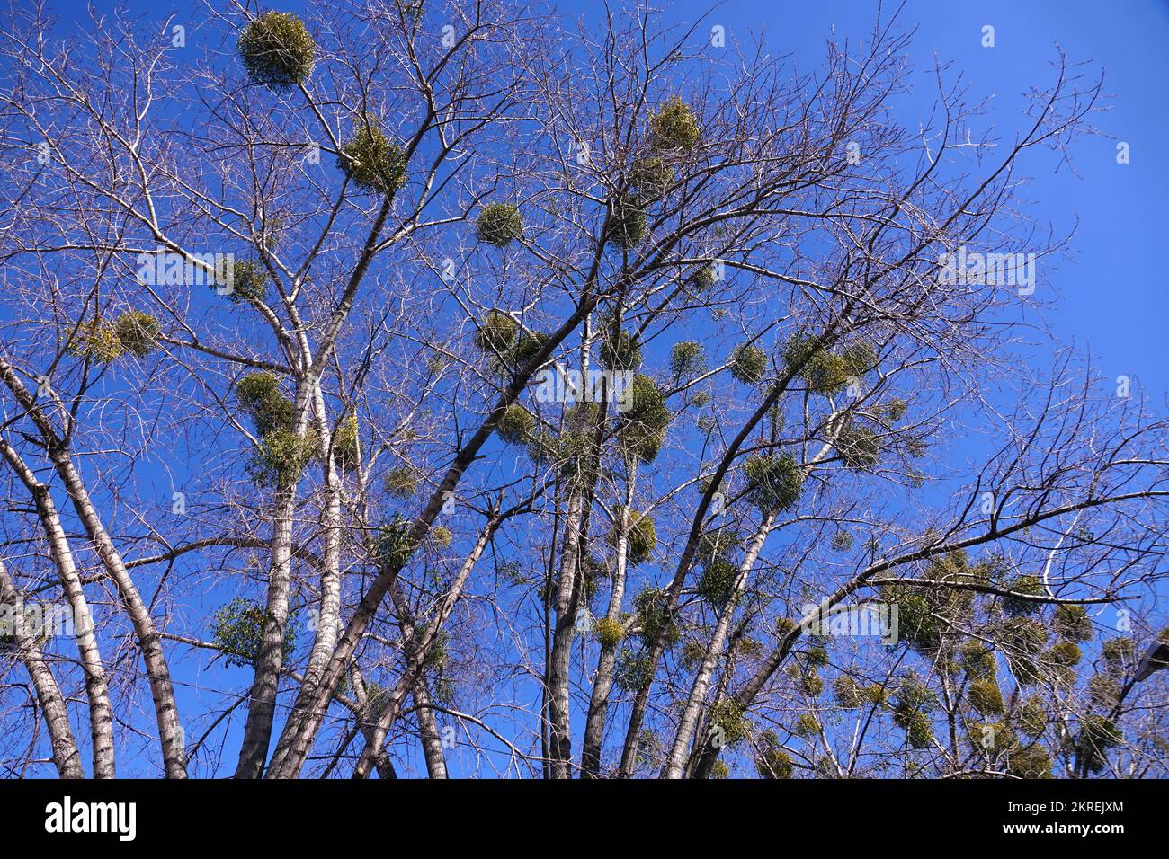Tree with long branches against the sky with green growths Stock Photo ...