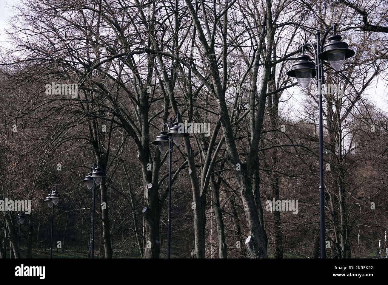 Park trees with streetlights in the city of Kiev Stock Photo - Alamy