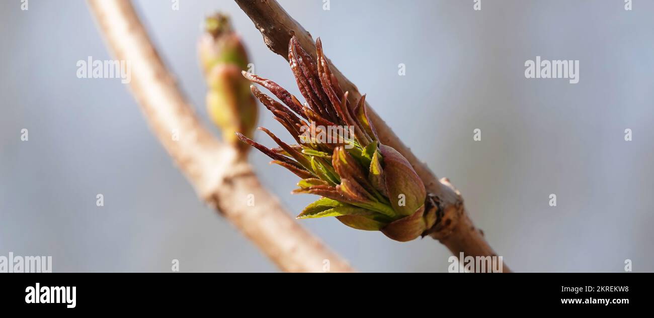 Tree branch with spring flowering sprouts Stock Photo - Alamy
