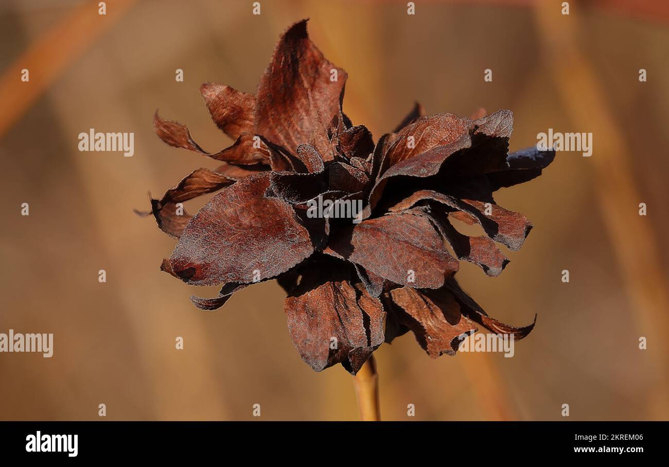 White willow tree hi-res stock photography and images - Alamy