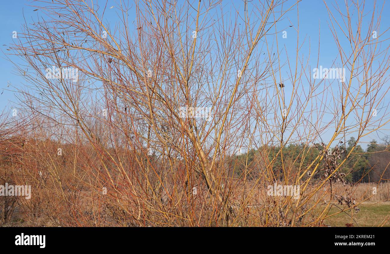 White willow tree with dried seeds in the forest Stock Photo - Alamy