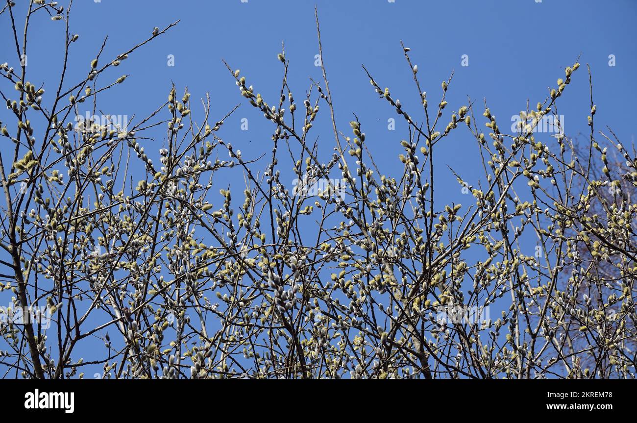 Willow tree branches with fluffy sprouts spring flowering Stock Photo ...