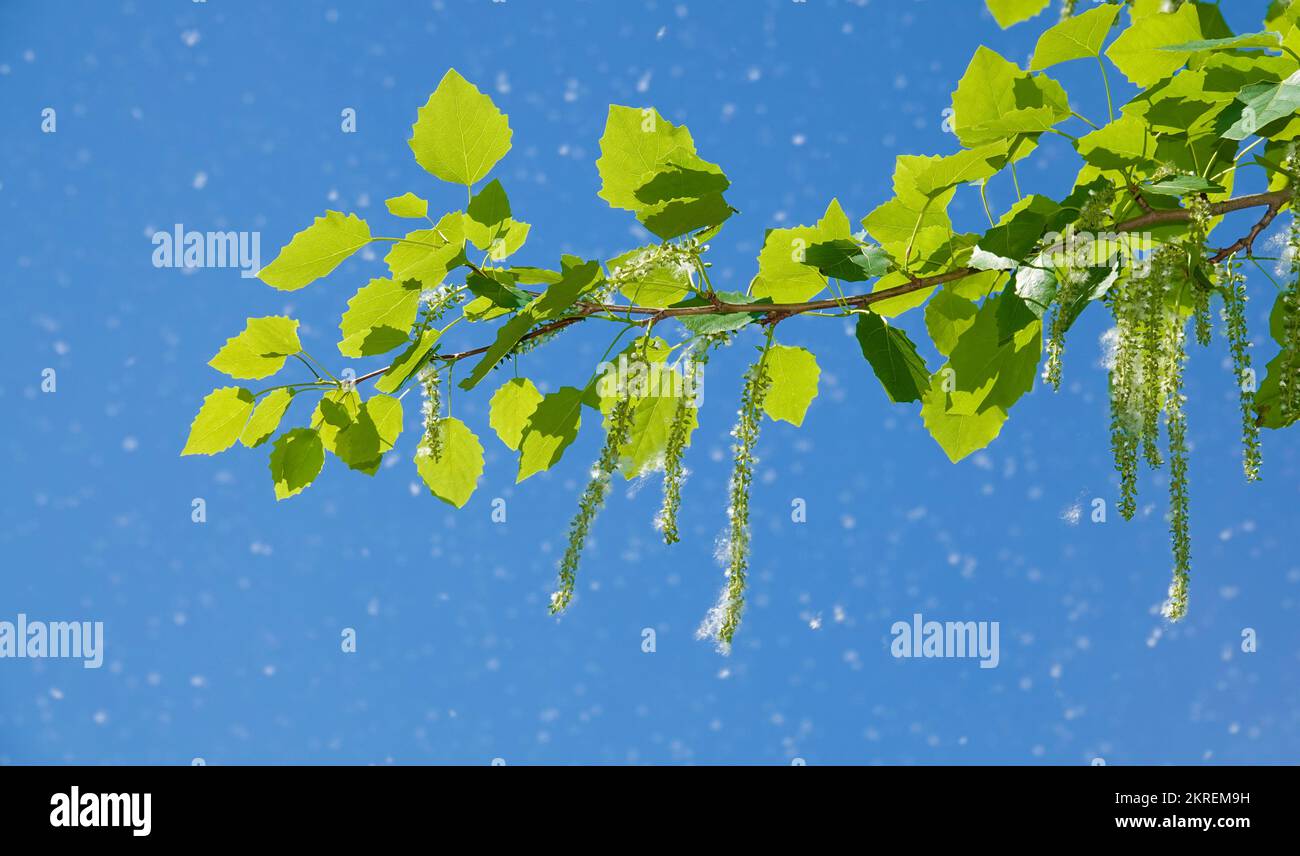 The seeds of the Poplar tree in spring hang in bunches Stock Photo - Alamy