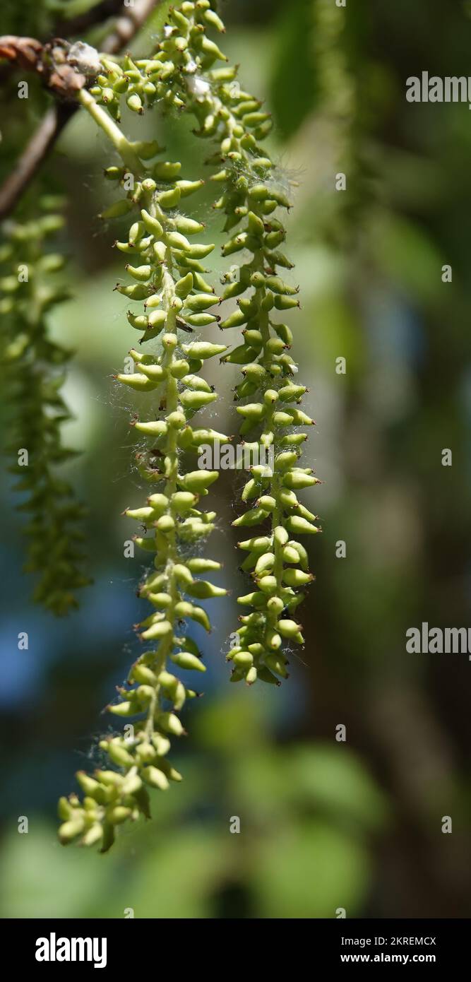 The seeds of the Poplar tree in spring hang in bunches Stock Photo - Alamy