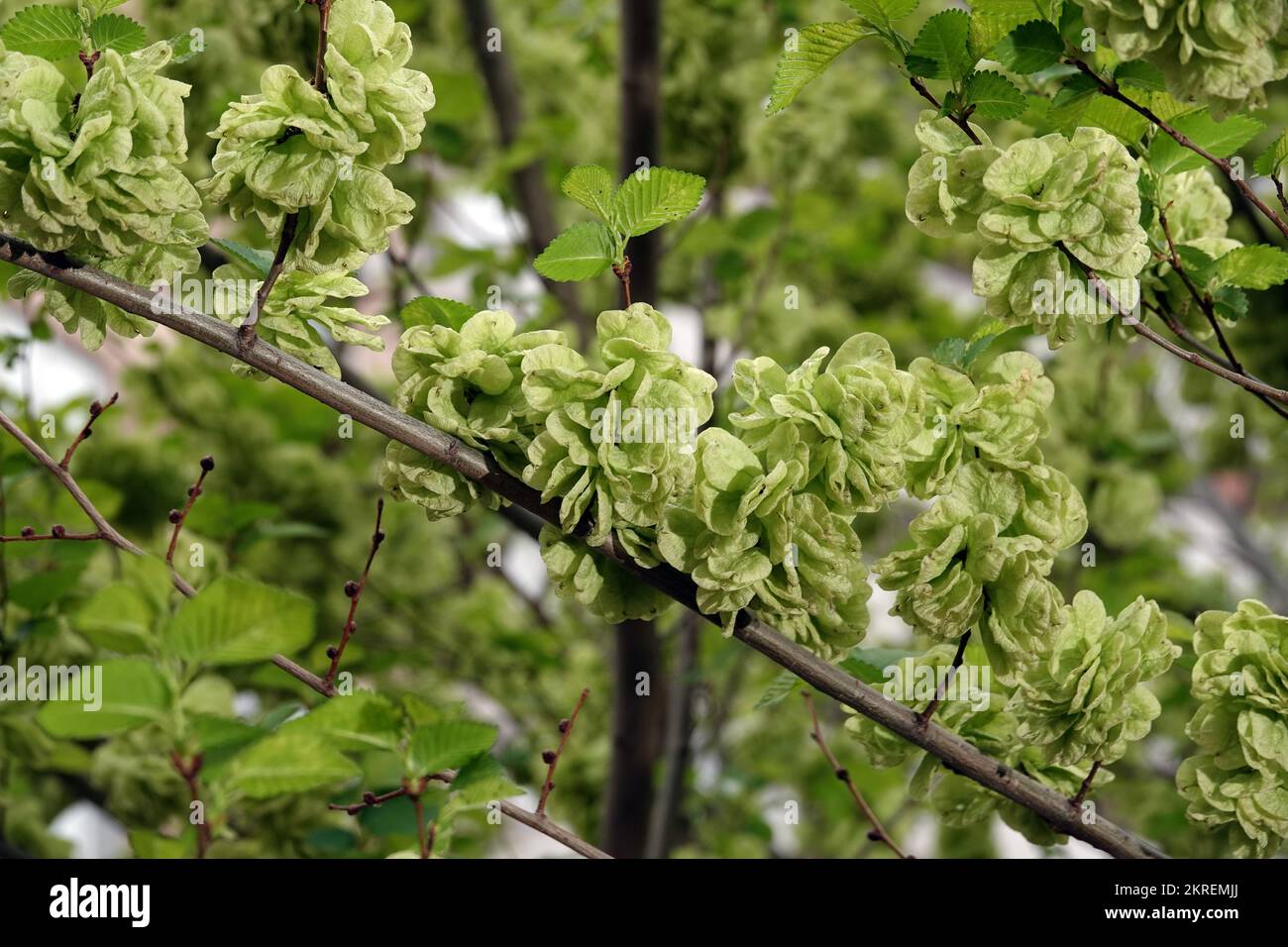 Elm tree leaves and fruits hi-res stock photography and images - Alamy
