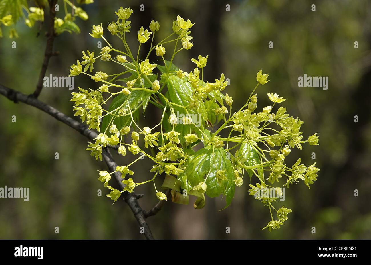 Tree Norway maple spring flowering still green seeds Stock Photo - Alamy