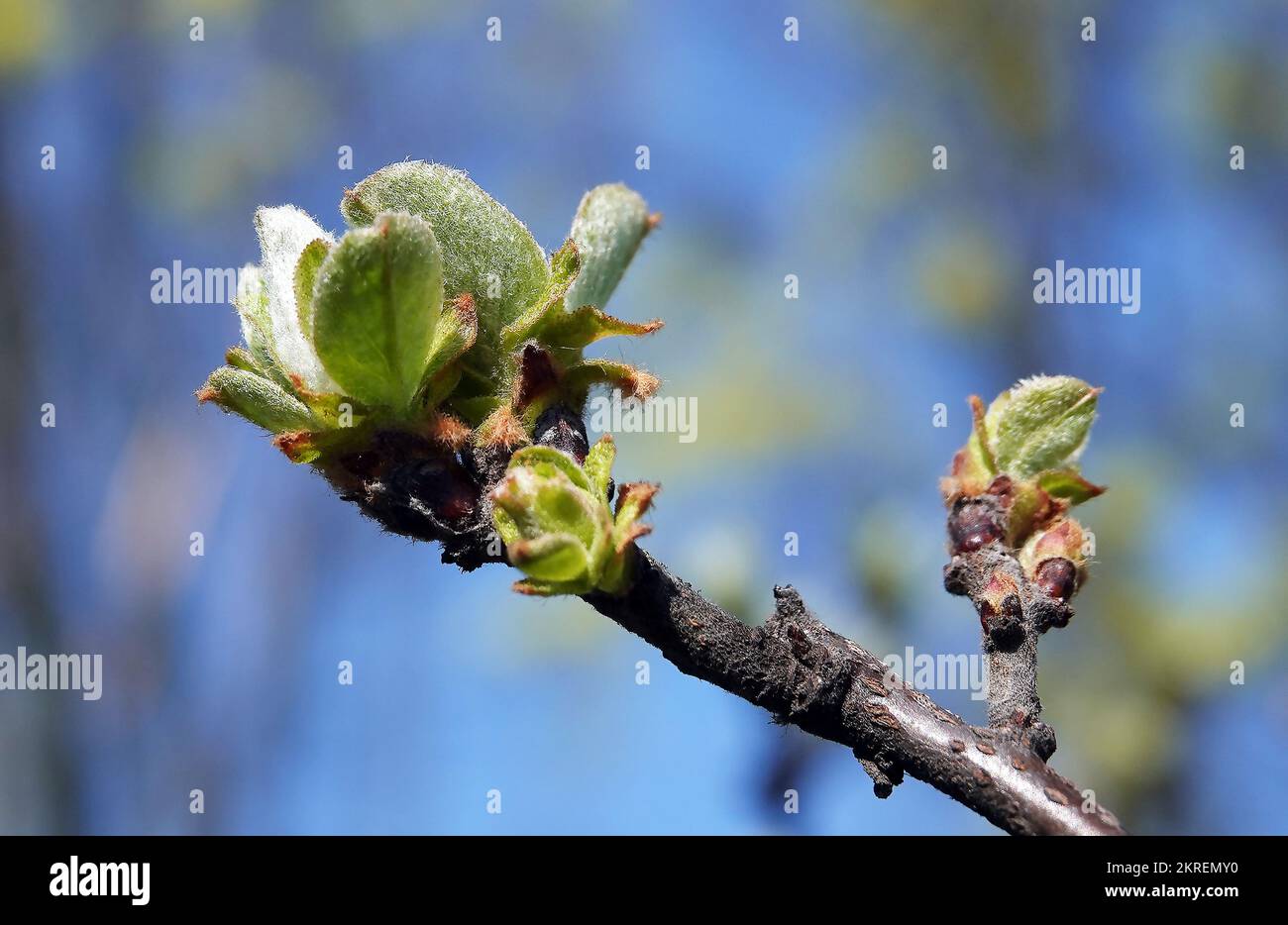 Elm tree leaves and fruits hi-res stock photography and images - Alamy