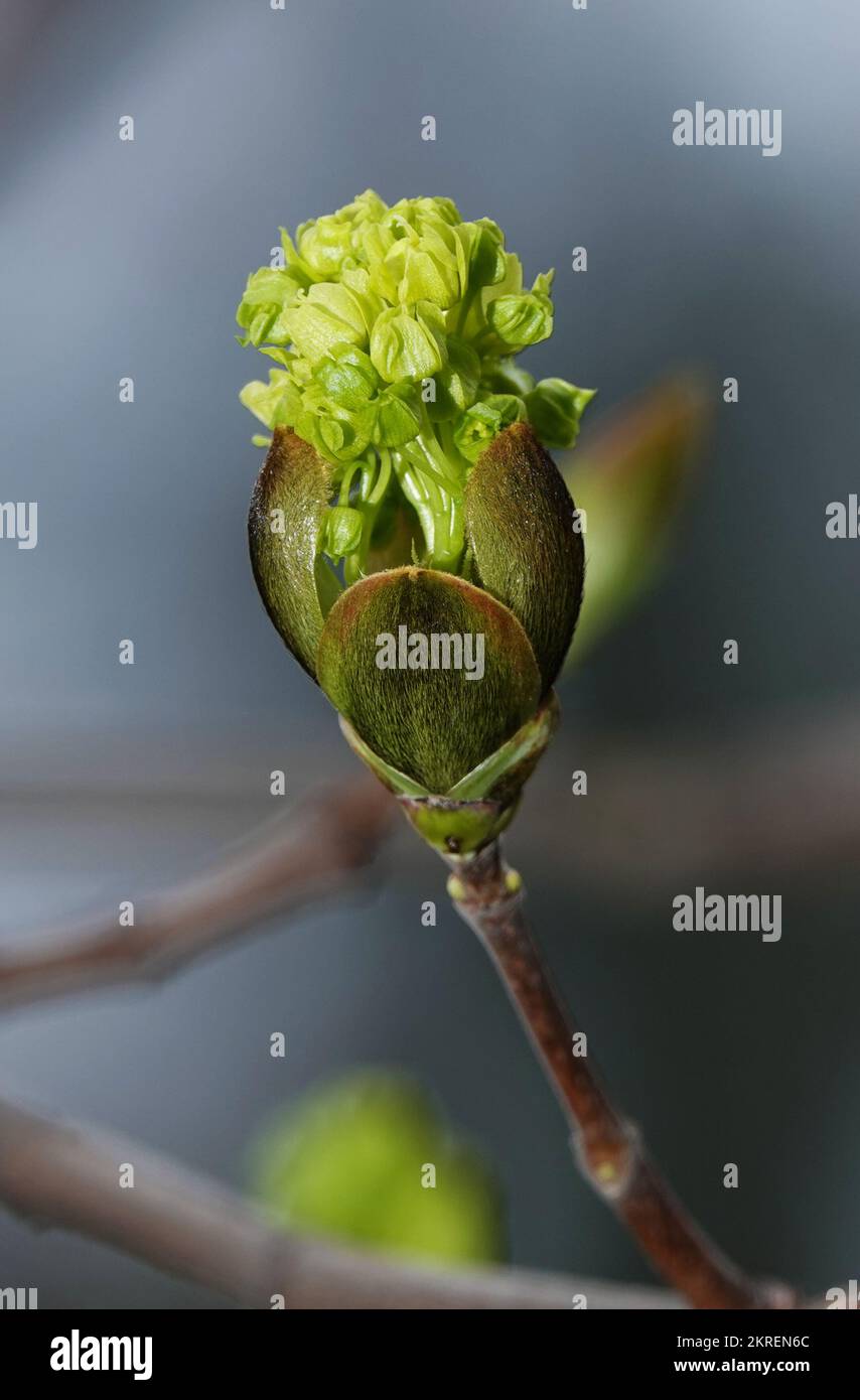 Tree Norway maple spring flowering still green seeds Stock Photo - Alamy