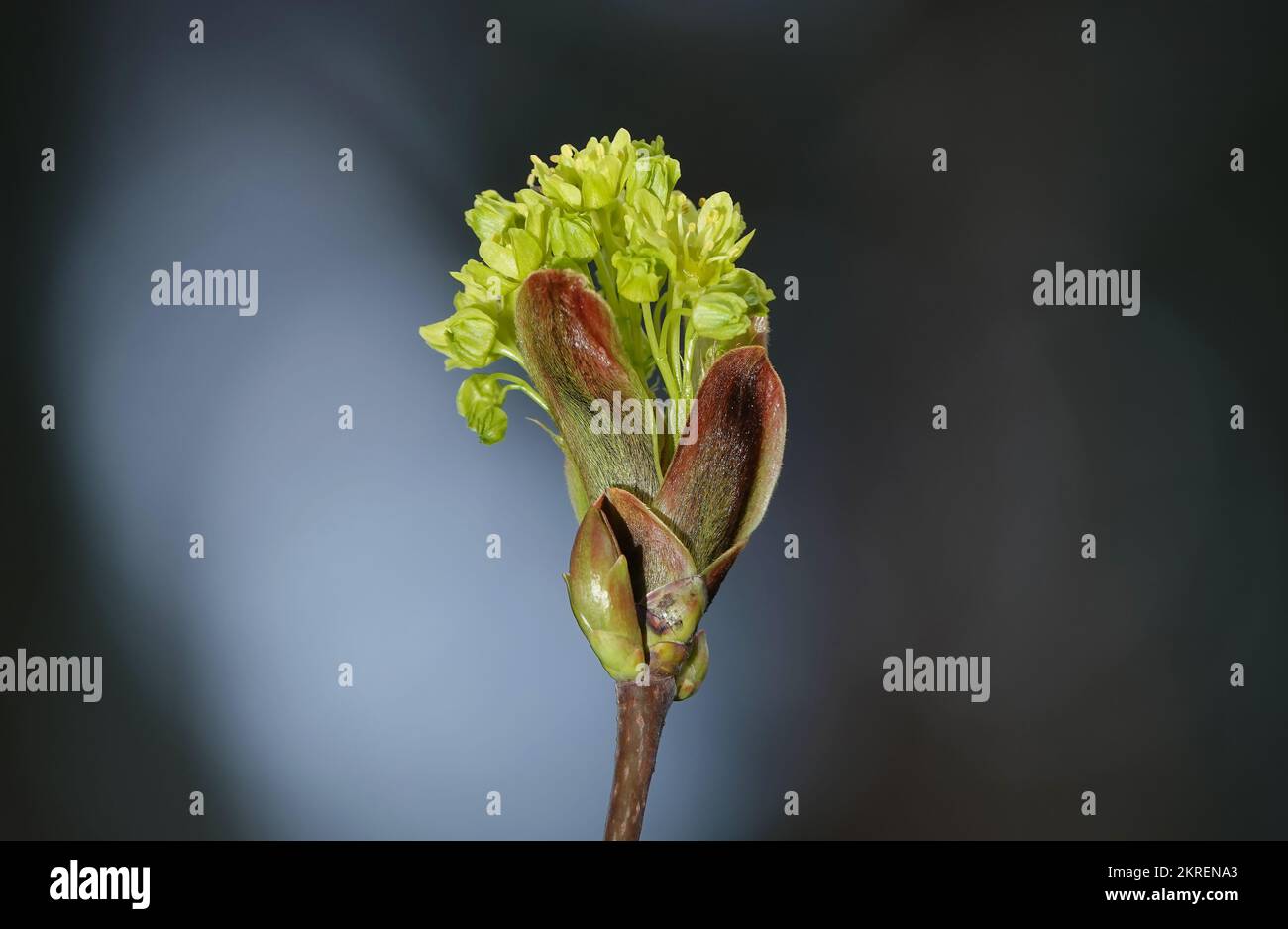 Tree Norway maple spring flowering still green seeds Stock Photo - Alamy