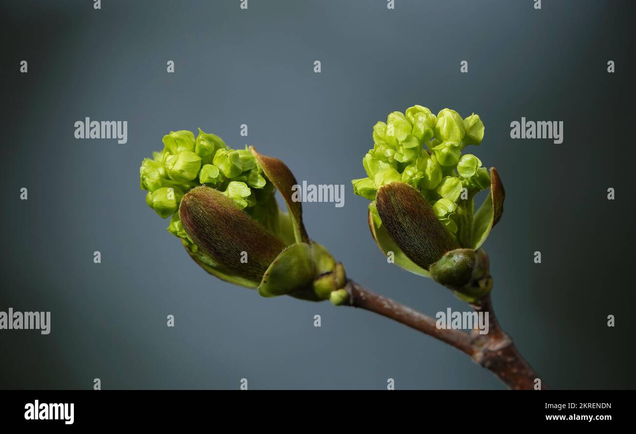 Tree Norway maple spring flowering still green seeds Stock Photo - Alamy