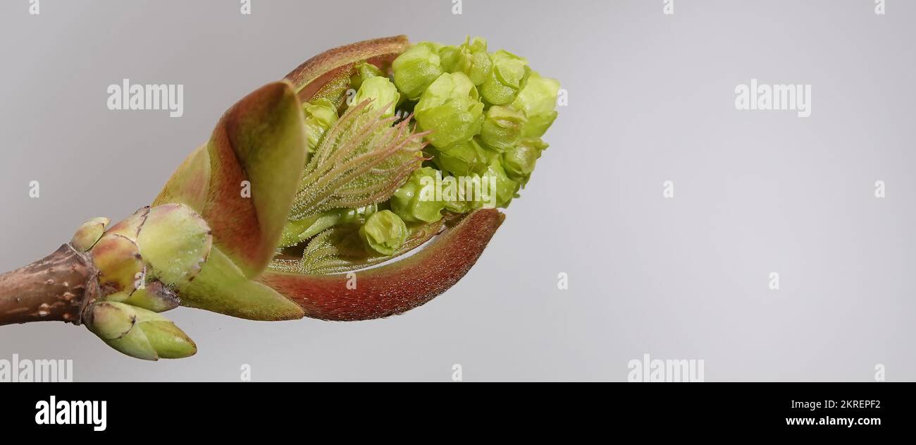 Tree Ash-leaved Maple Spring Blossom Still Green Seeds Stock Photo - Alamy