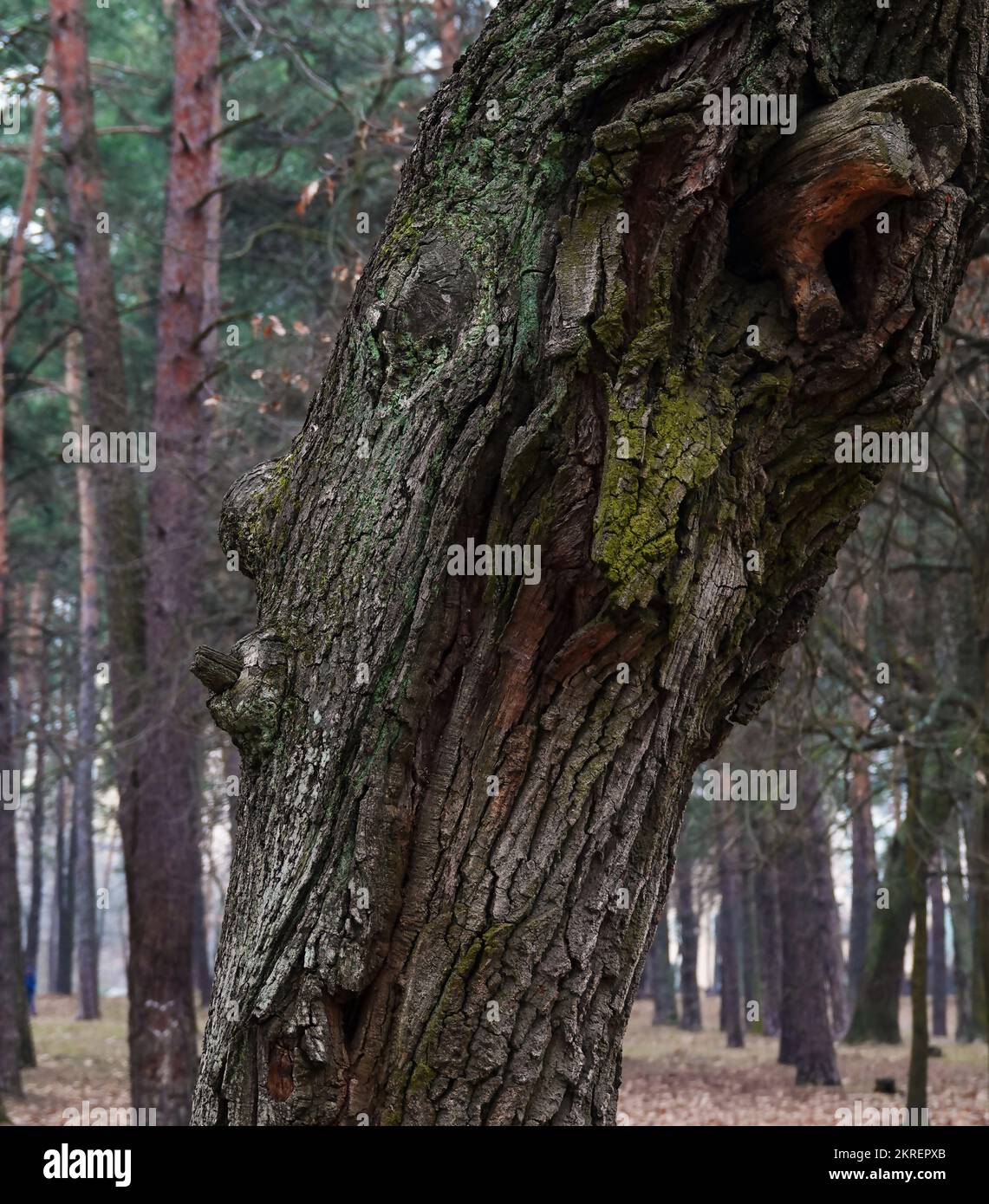 Scary tree face monster hi-res stock photography and images - Alamy
