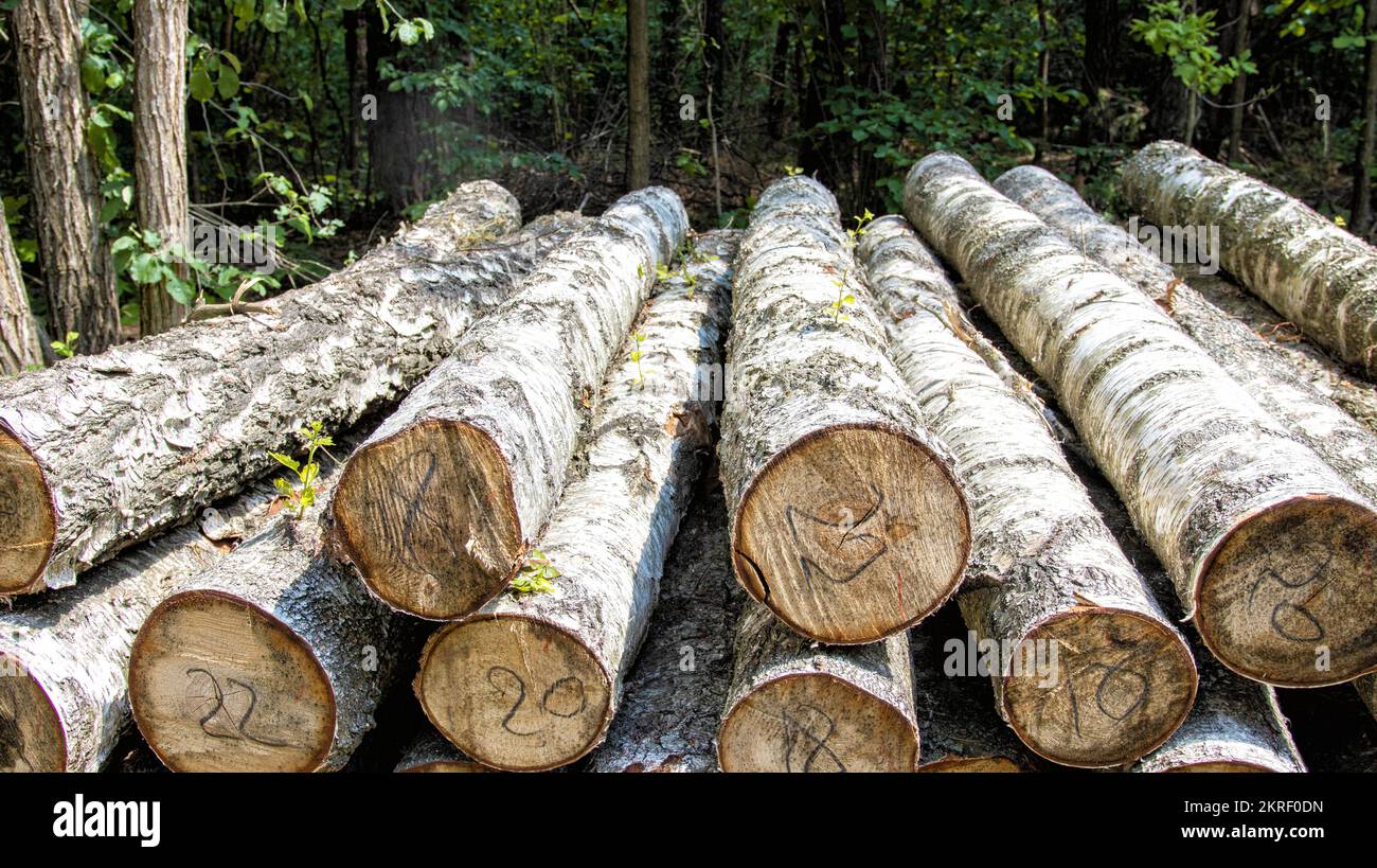 Heaps of birch logs lie in the forest in a clearing. The concept of ...