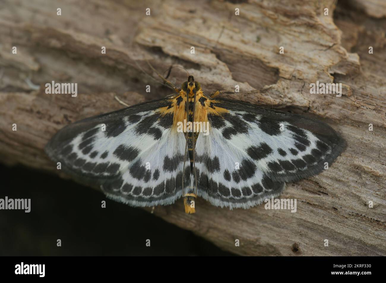 Detailed closeup on the colorful white , brown and orange small magpie ...