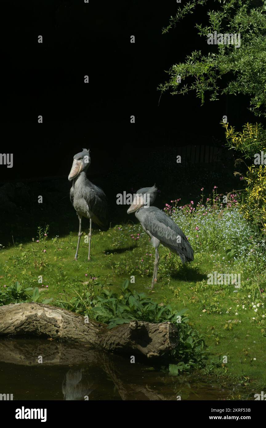 Vertical Closeup on two strange, threatened, long-legged, African grey ...