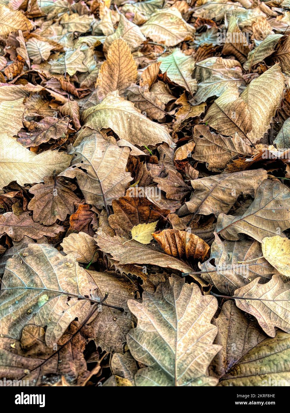 Natural low angle, colorful, vertical impression of dried fallen autumn ...