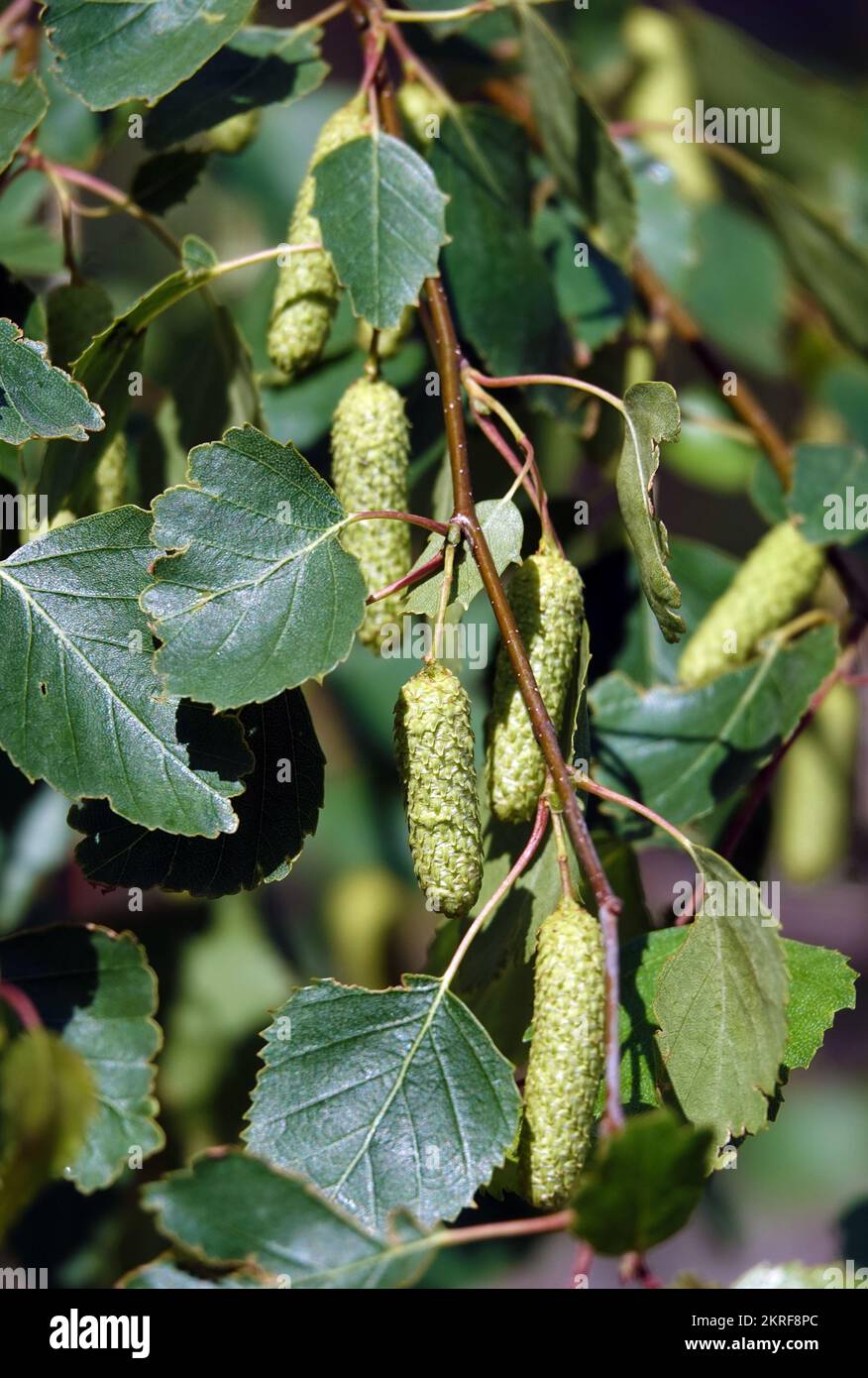 Birch buds hanging in clusters on tree branches in spring Stock Photo ...
