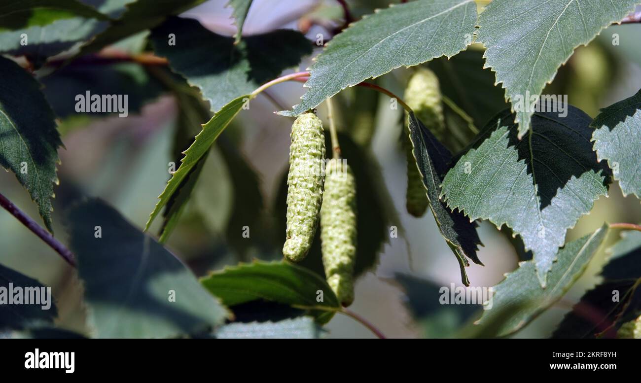 Birch buds hanging in clusters on tree branches in spring Stock Photo ...