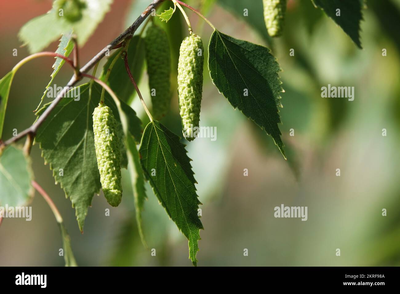 Thick clusters hi-res stock photography and images - Alamy