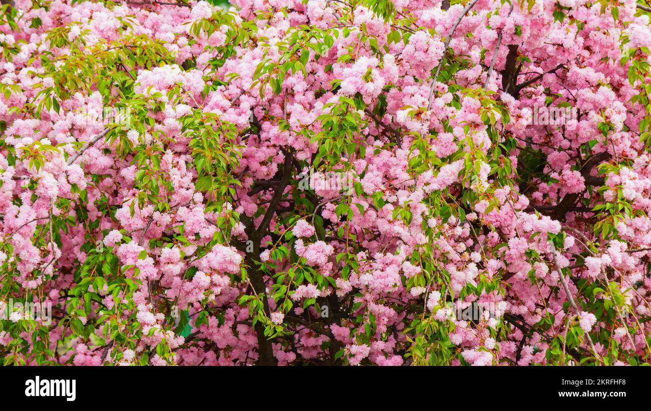 lush blossom of sakura branches. spring garden background Stock Photo ...