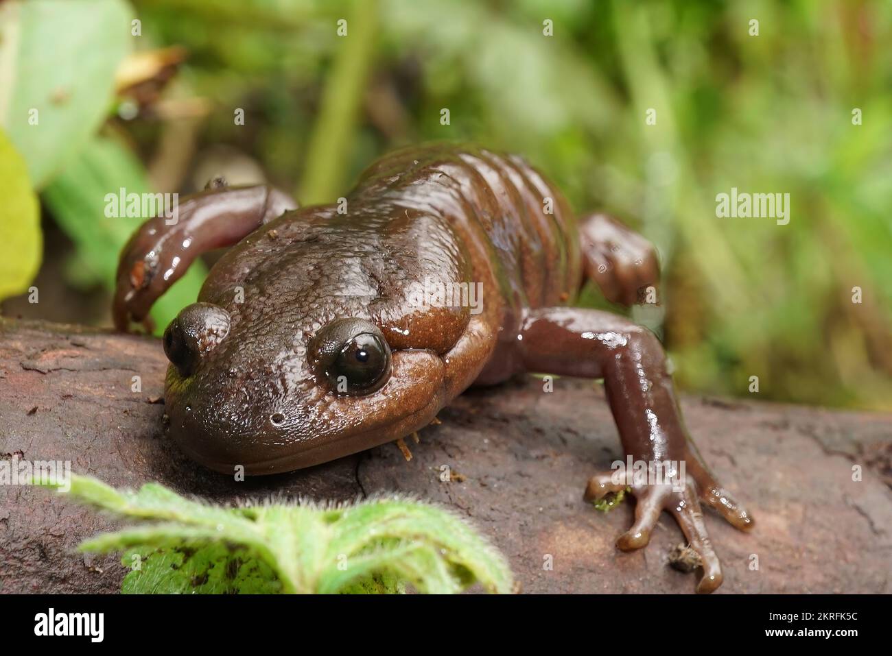 Northwestern climbing salamander hi-res stock photography and images ...