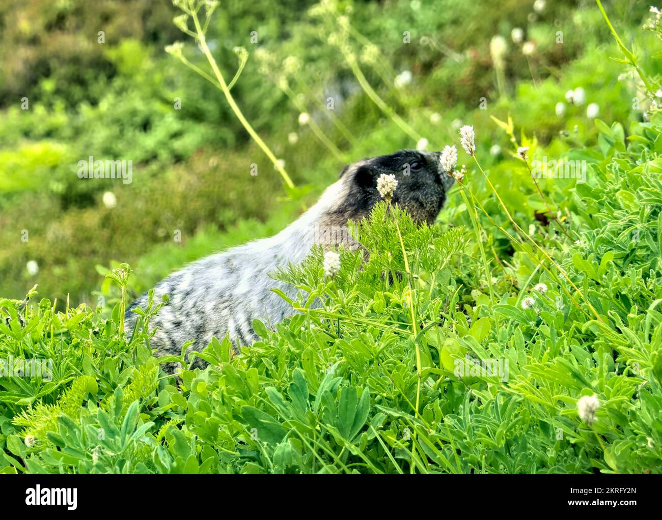 Hoary Marmot (Marmota caligata), Glacier Peak Wilderness, North ...