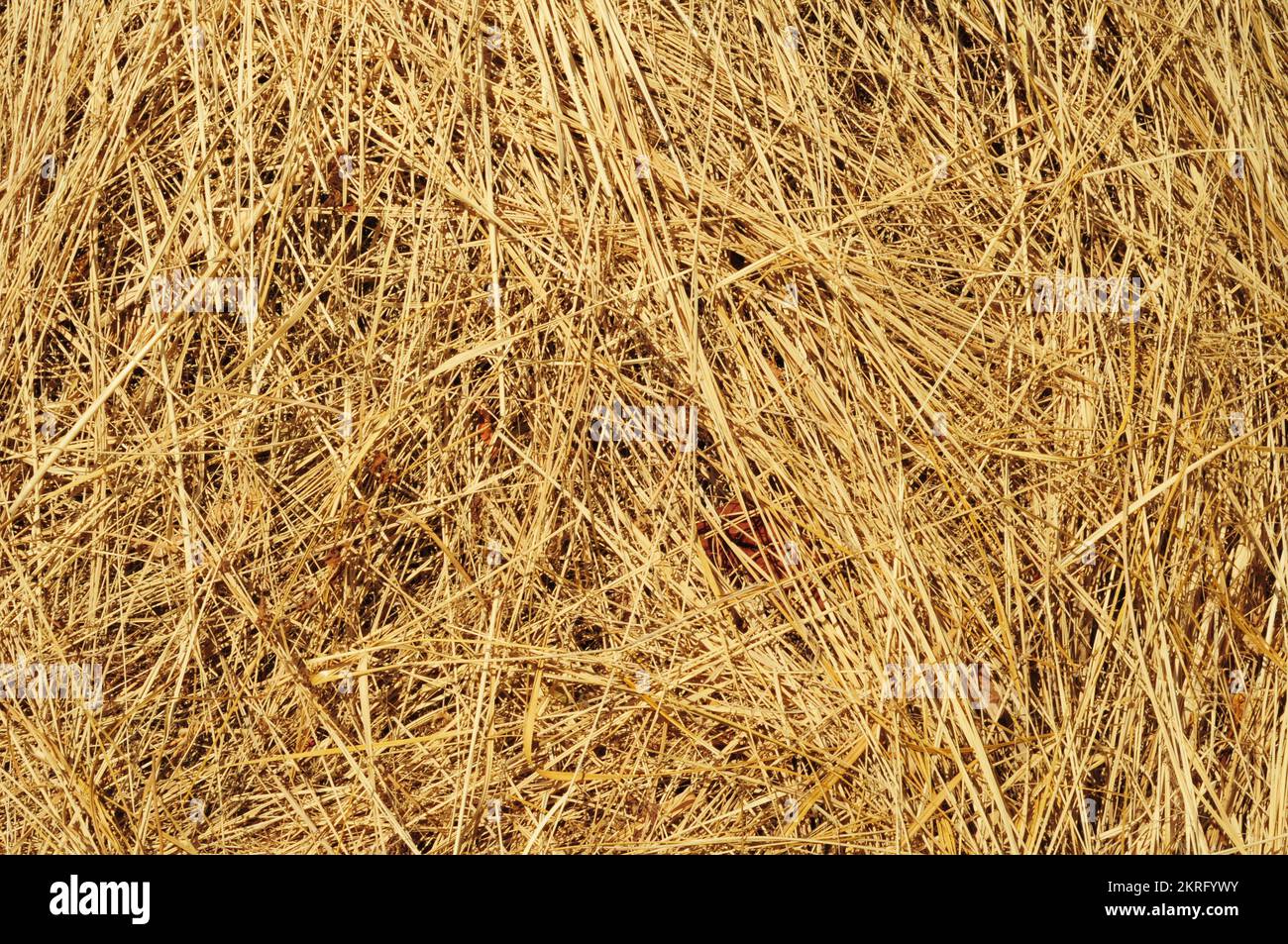 Hay texture background. Hay straw seamless texture with copy space ...