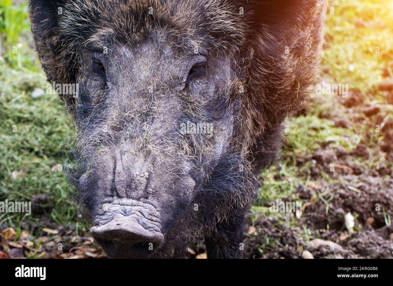Big wild boar eats peeling potatoes in nature. Hunting for a wild boar ...