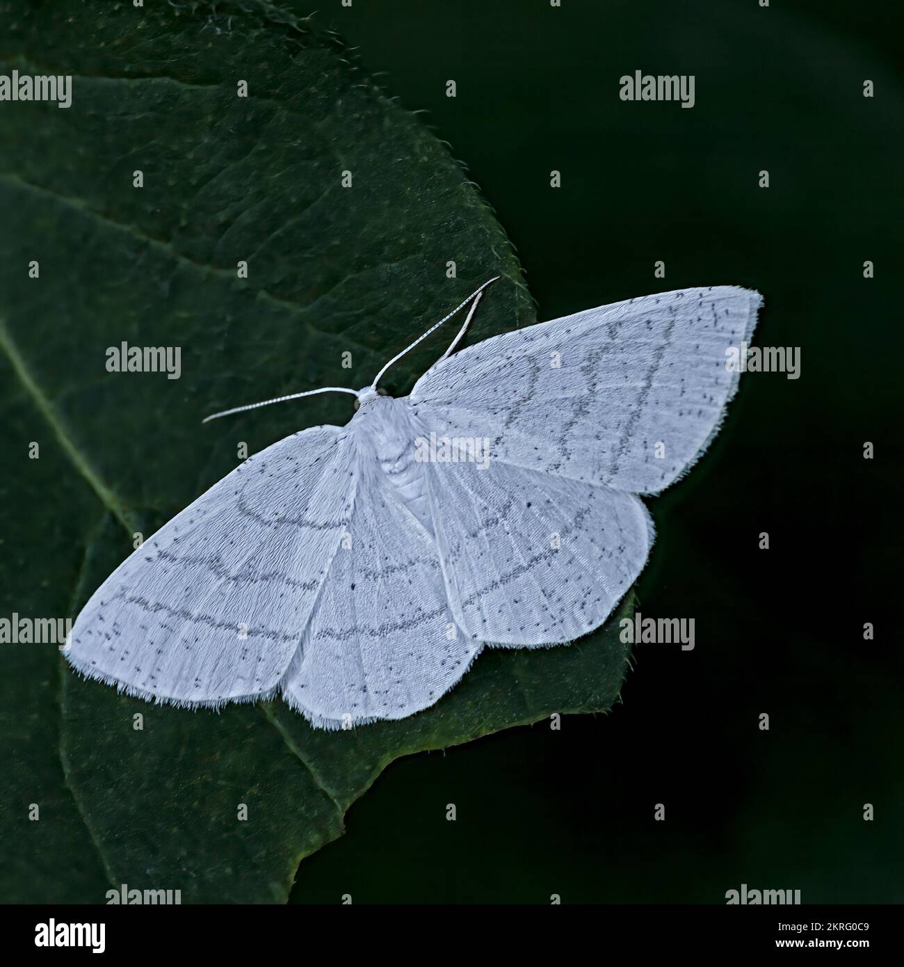 Common white wave cabera pusaria hi-res stock photography and images ...