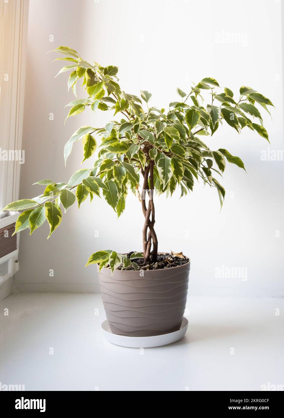 A beautiful ficus flower grows in a pot on a windowsill window at home ...