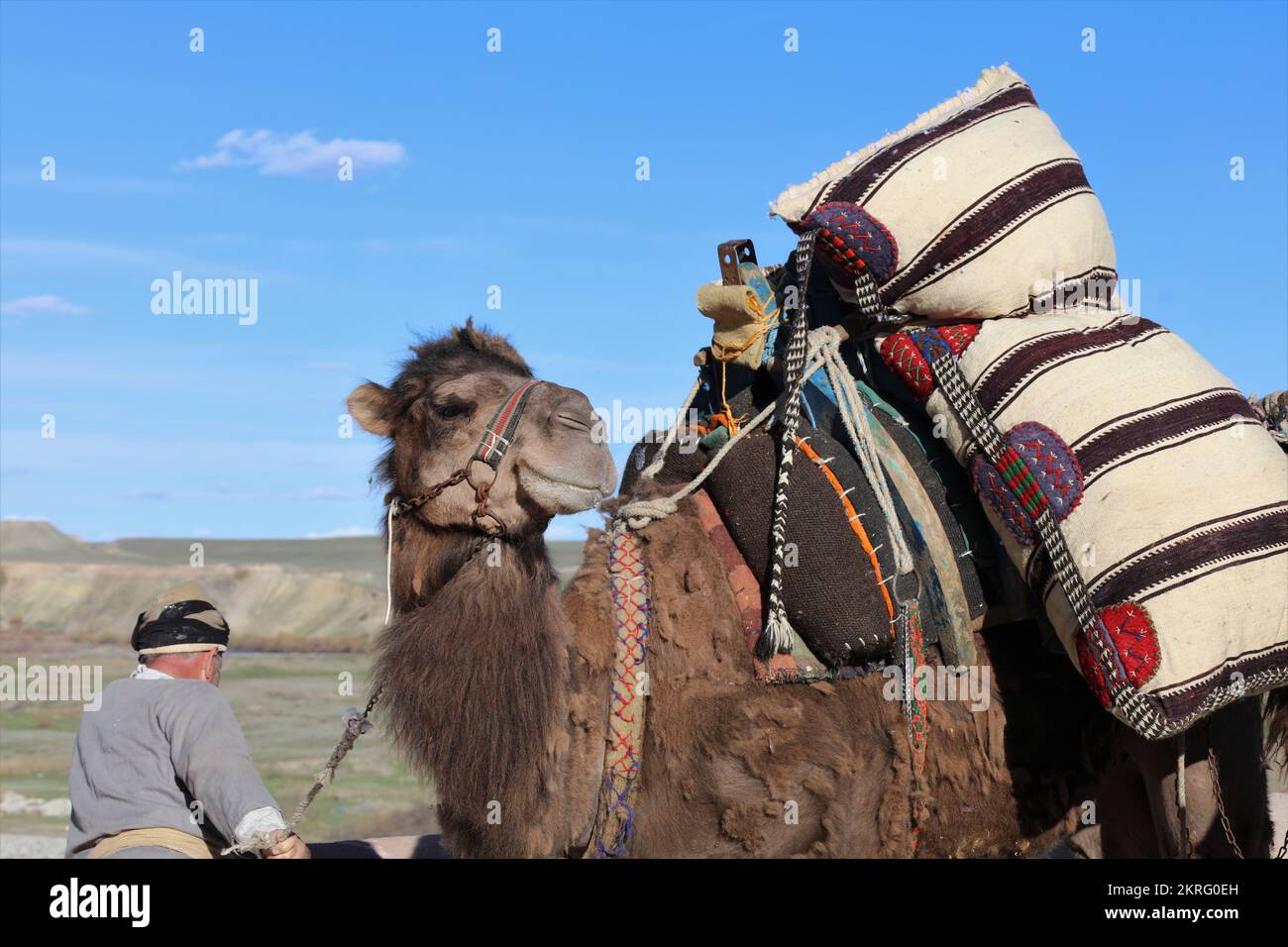 Load-bearing brown camel Stock Photo - Alamy