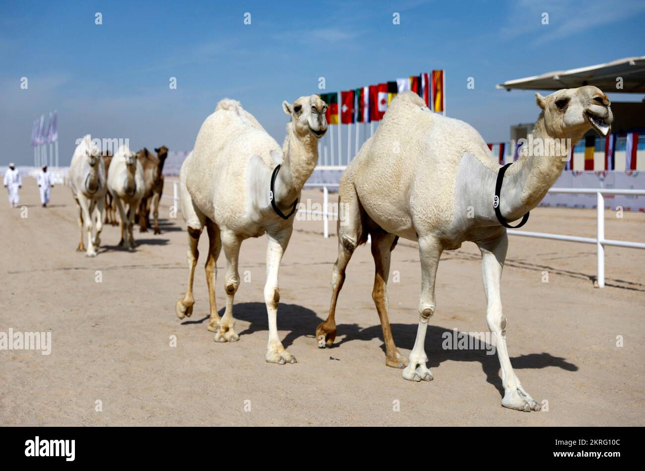 Camel beauty contest qatar hi-res stock photography and images - Alamy