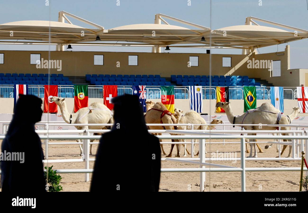 Camel beauty contest qatar hi-res stock photography and images - Alamy