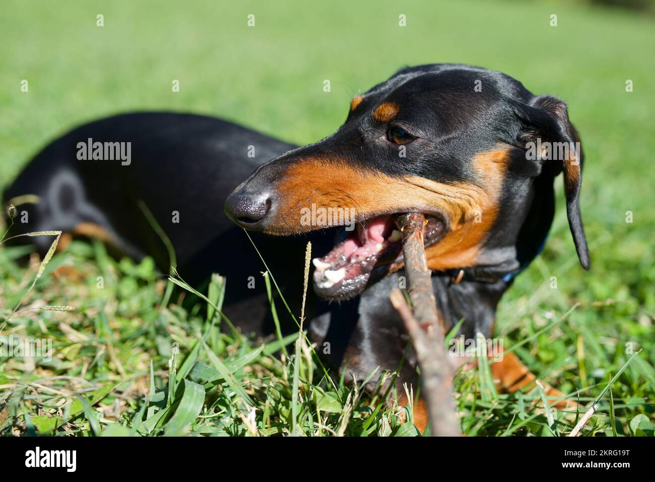 Dog biting a stick in a park Stock Photo - Alamy