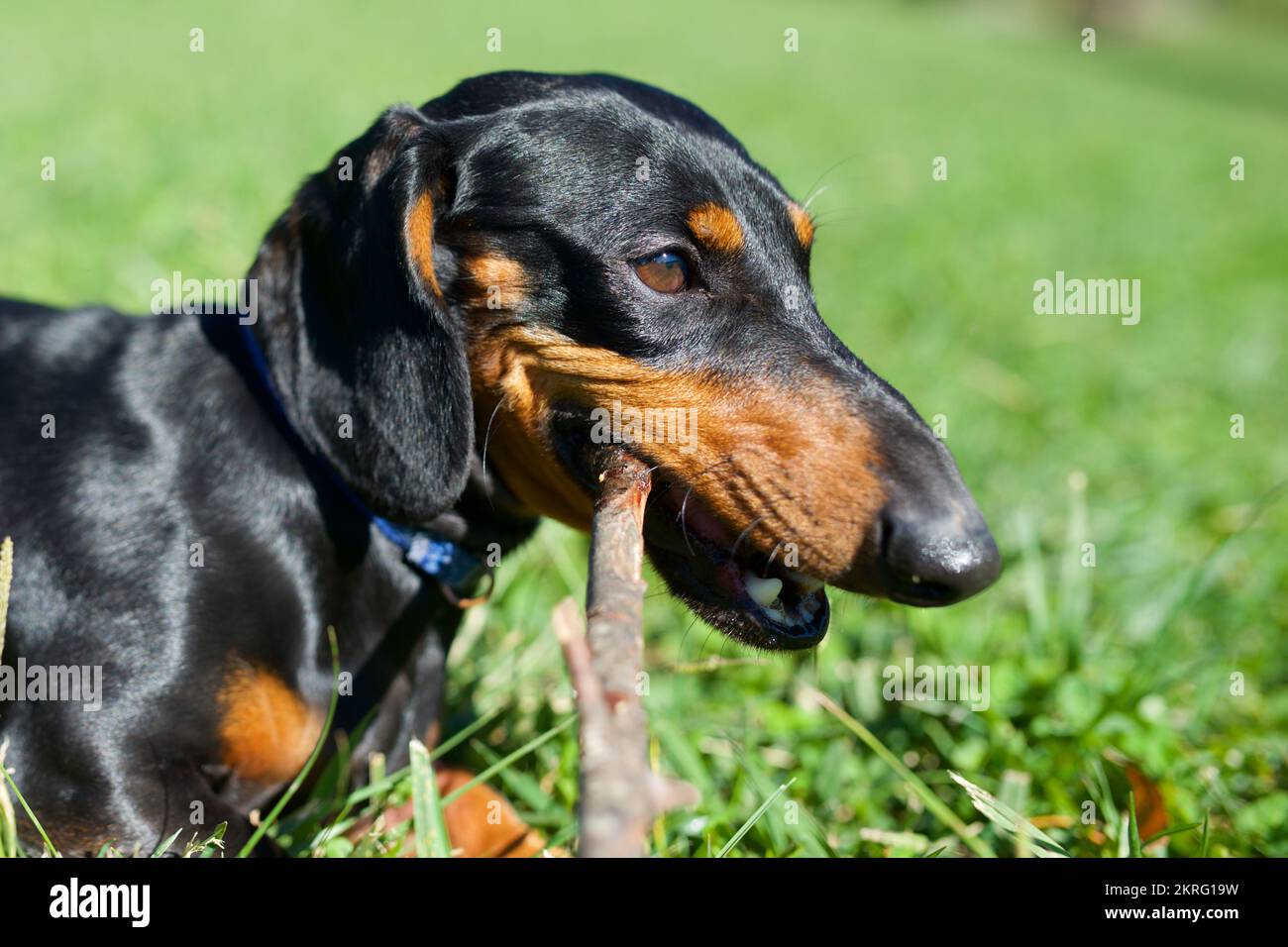 Dog biting a stick in a park Stock Photo - Alamy