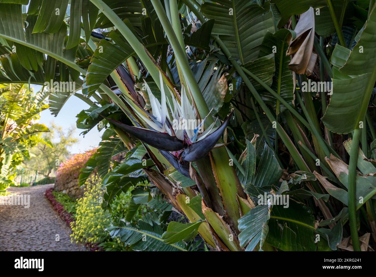 Natural park of madeira hi-res stock photography and images - Alamy
