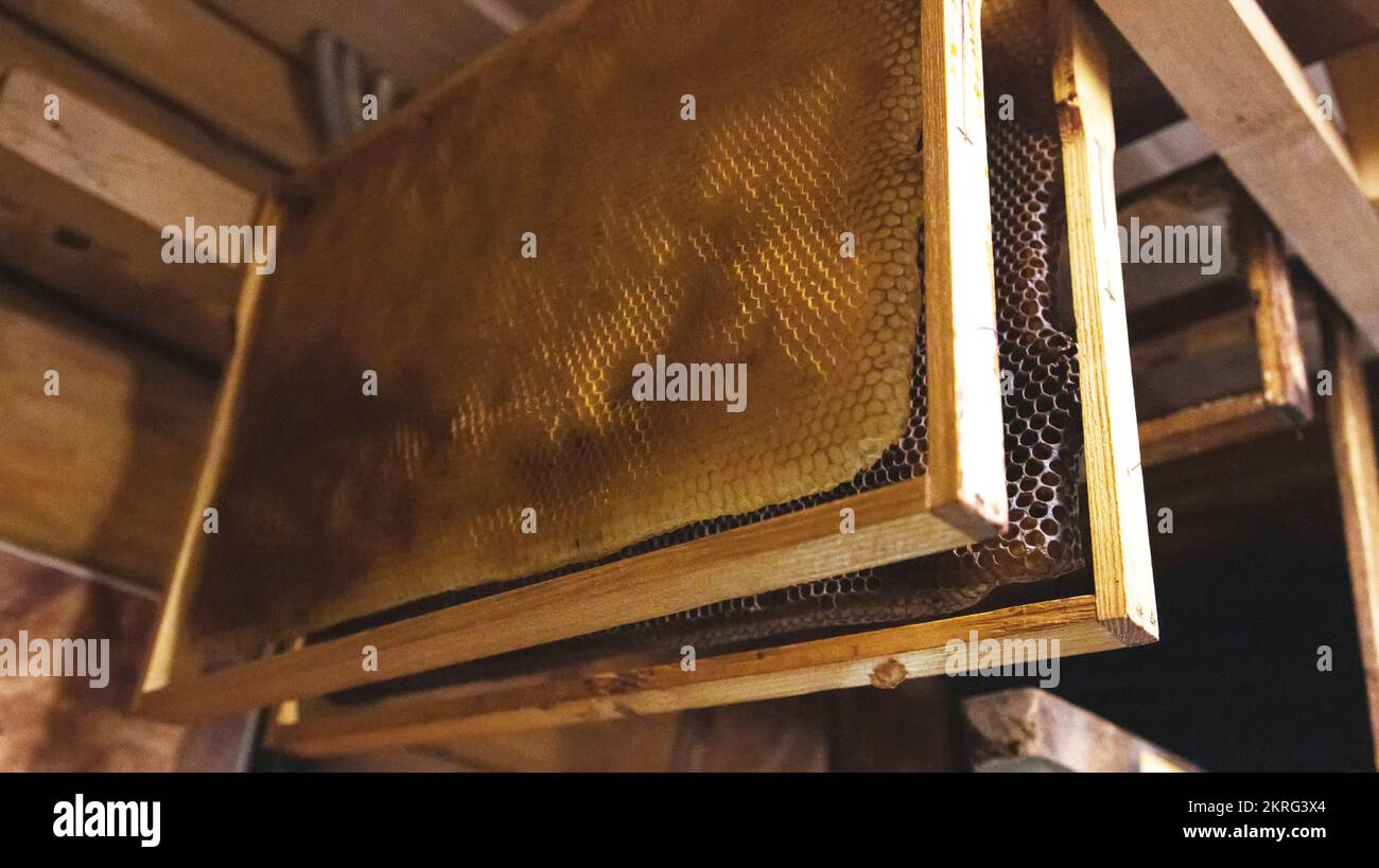 Bee frames with sealed combs and honey hang in the shed. Breeding bees ...