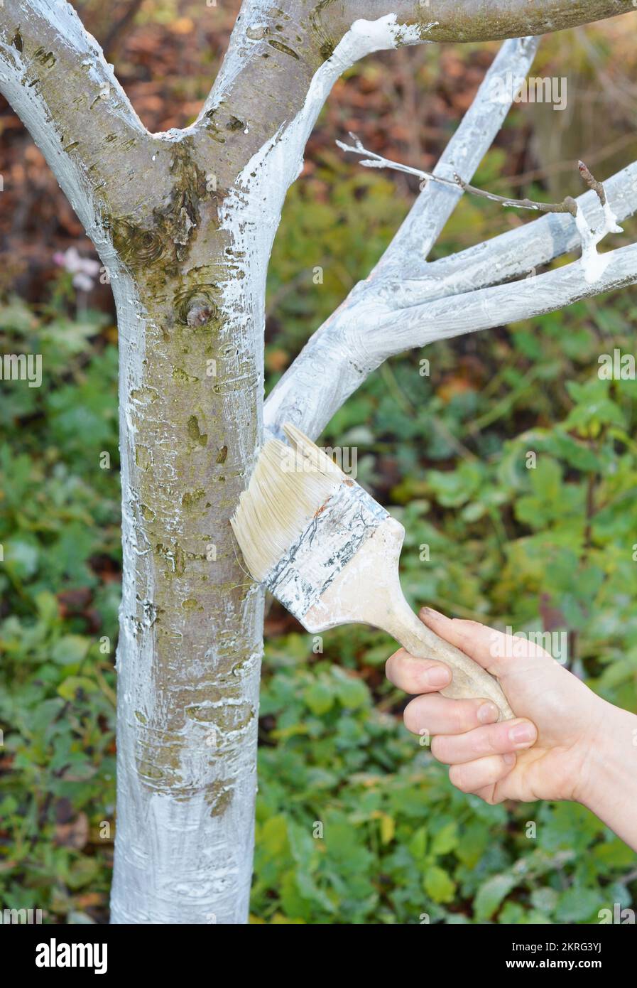Gardener with paint brush whitewashing fruit tree trunk. Whitewashing ...