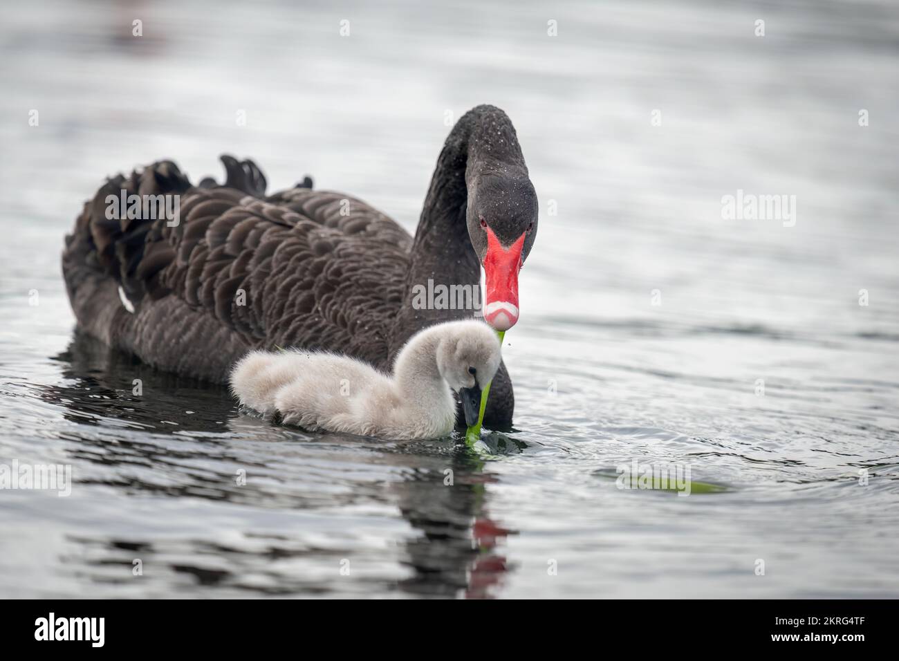 Mother swan feeding her cygnet with pond weed in the lake. Auckland ...