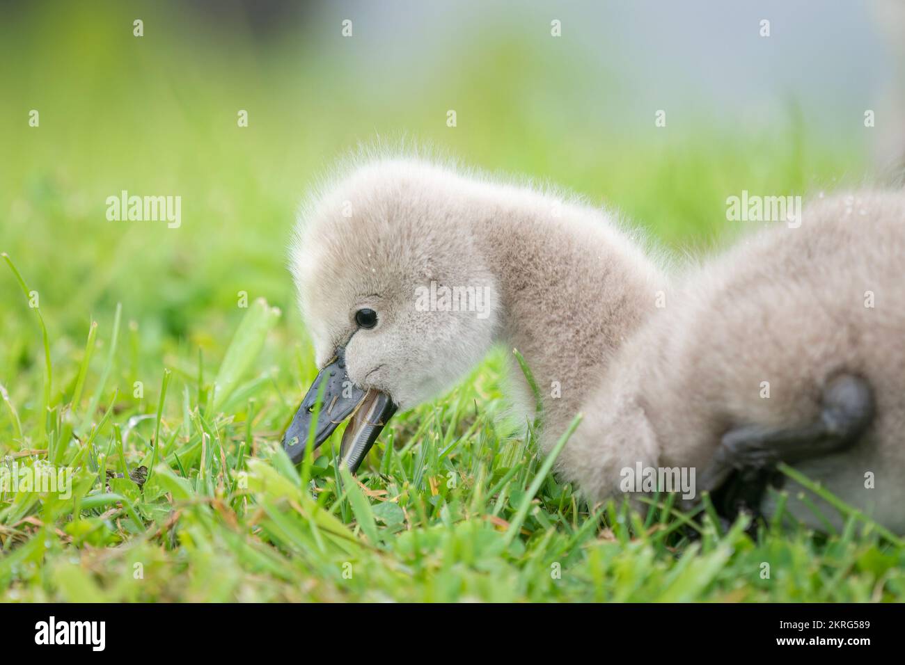 Close-up image of a black swan cygnet eating grass Stock Photo - Alamy