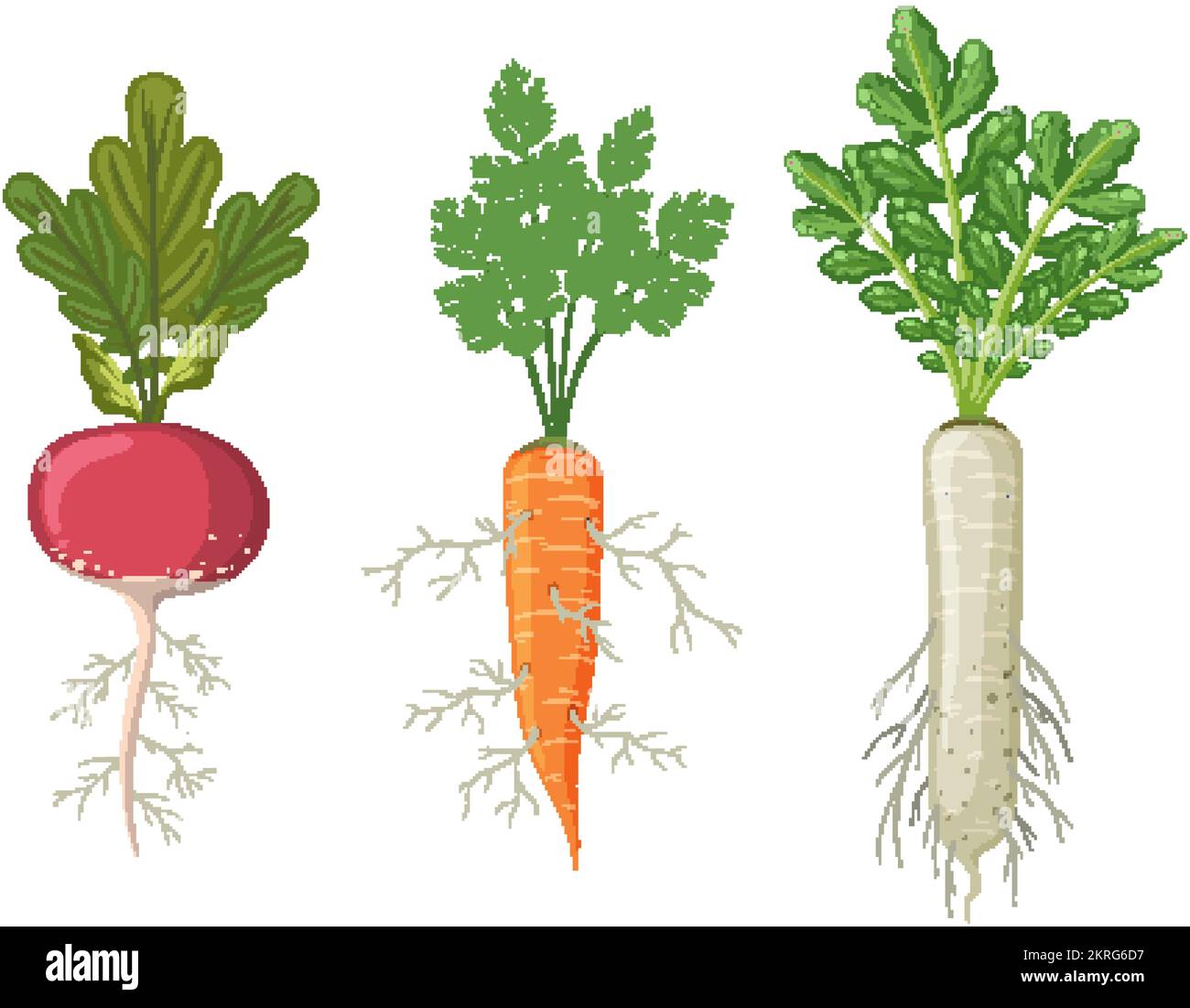 Carrot root system Cut Out Stock Images & Pictures - Alamy