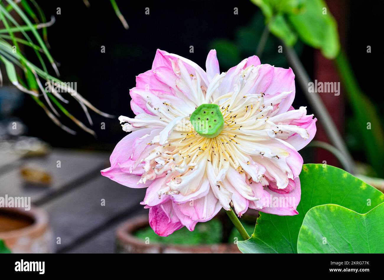 Thai lotus full bloom in the garden Stock Photo - Alamy