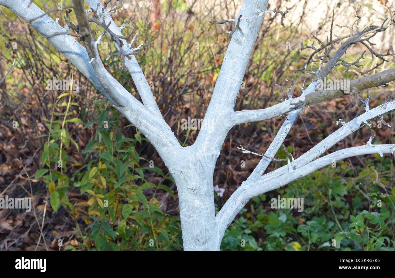 Whitewashing tree trunks hi-res stock photography and images - Alamy