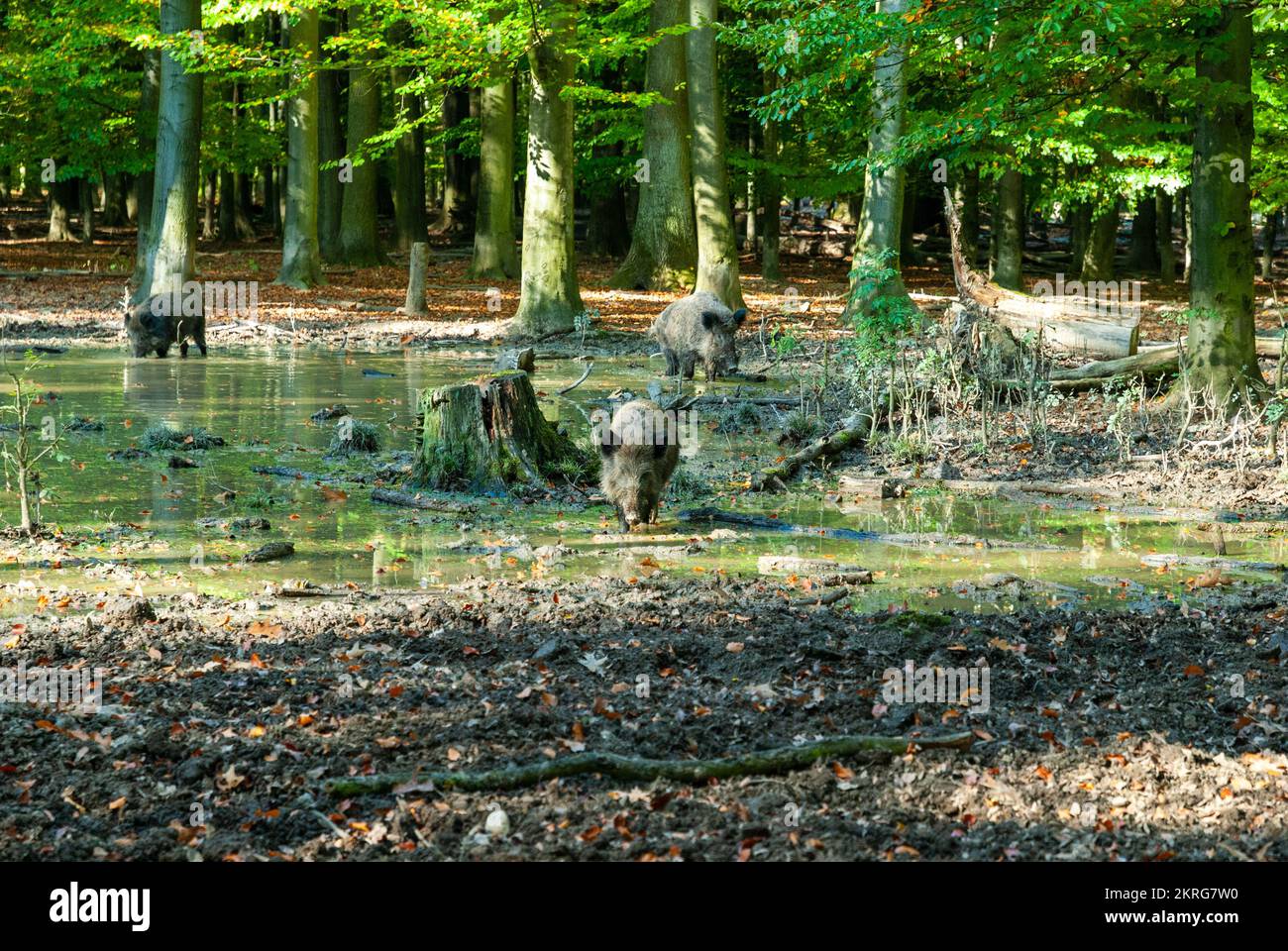 Wild boar digging in the forest Stock Photo - Alamy