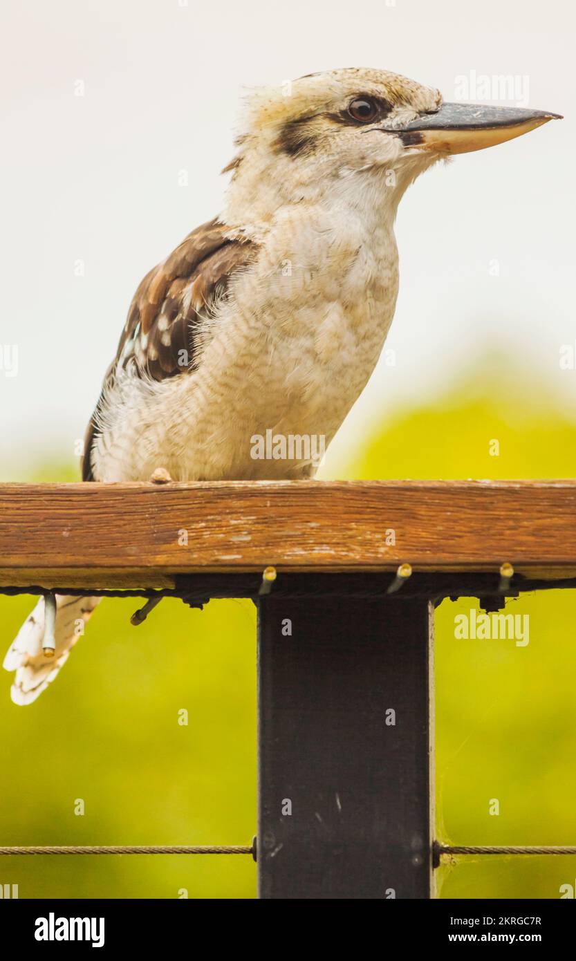 Australian wildlife portrait on a native kookaburra perched on veranda ...