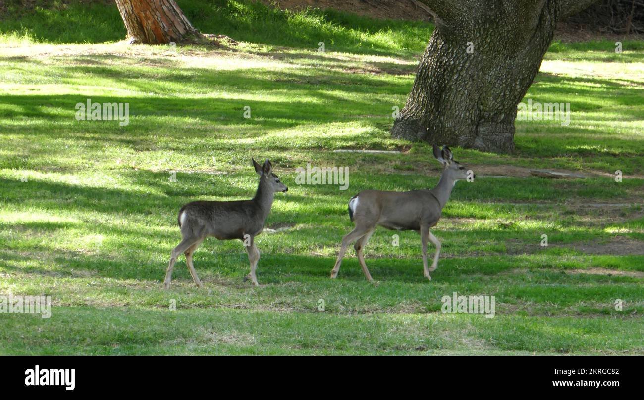 Los Angeles, California, USA 25th November 2022 Deer at Forest Lawn ...